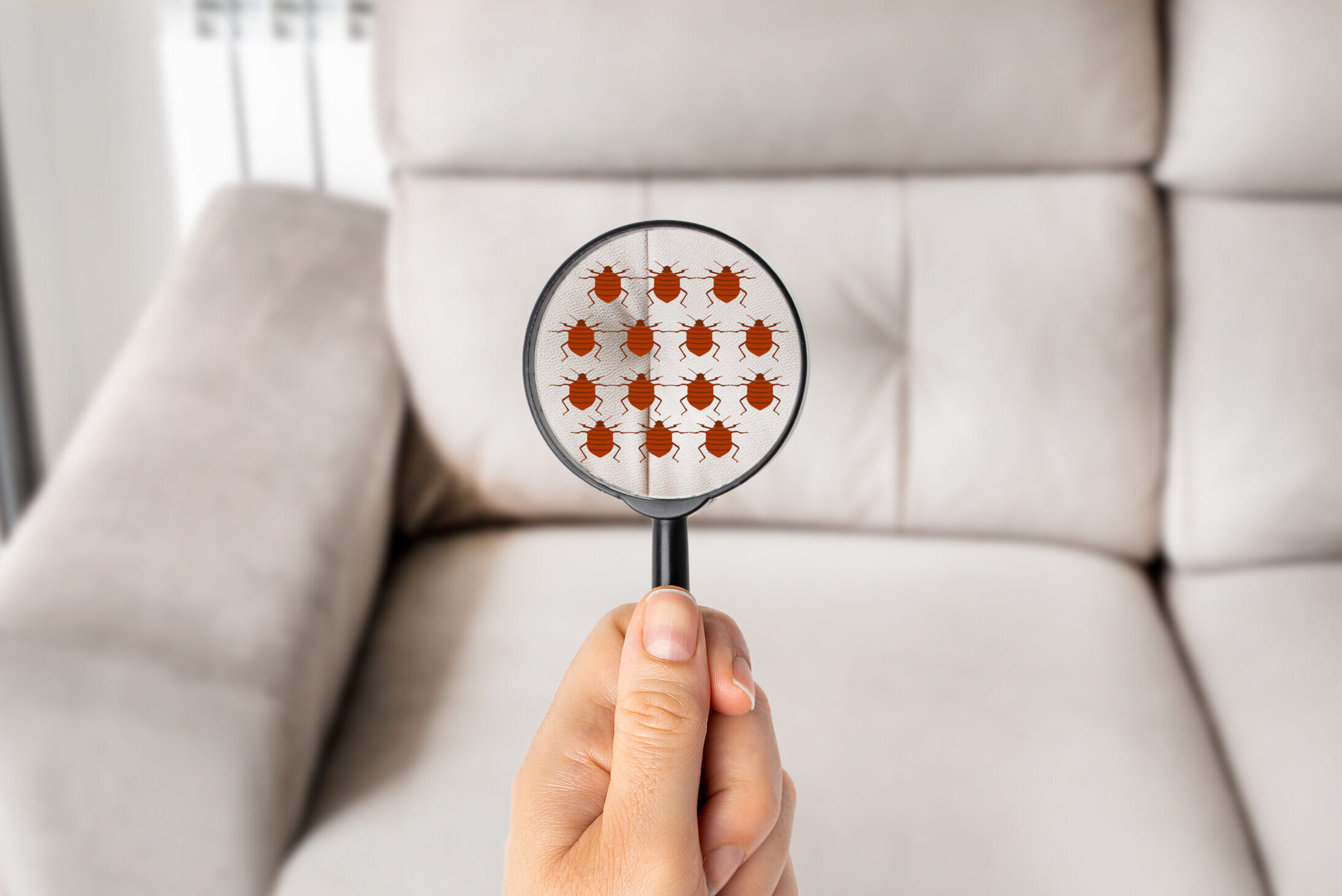How to Spot Bed Bugs in Furniture - NYC Bed Bug Inspection Dogs